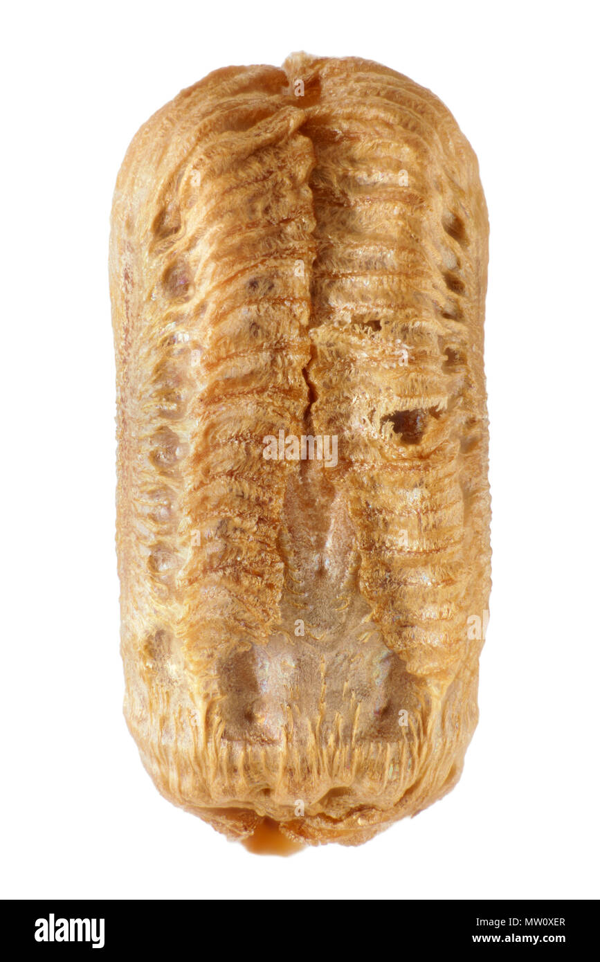 Phasmatodea's egg, Phyllium jacobsoni 5.8 mm, isolated on white Stock ...