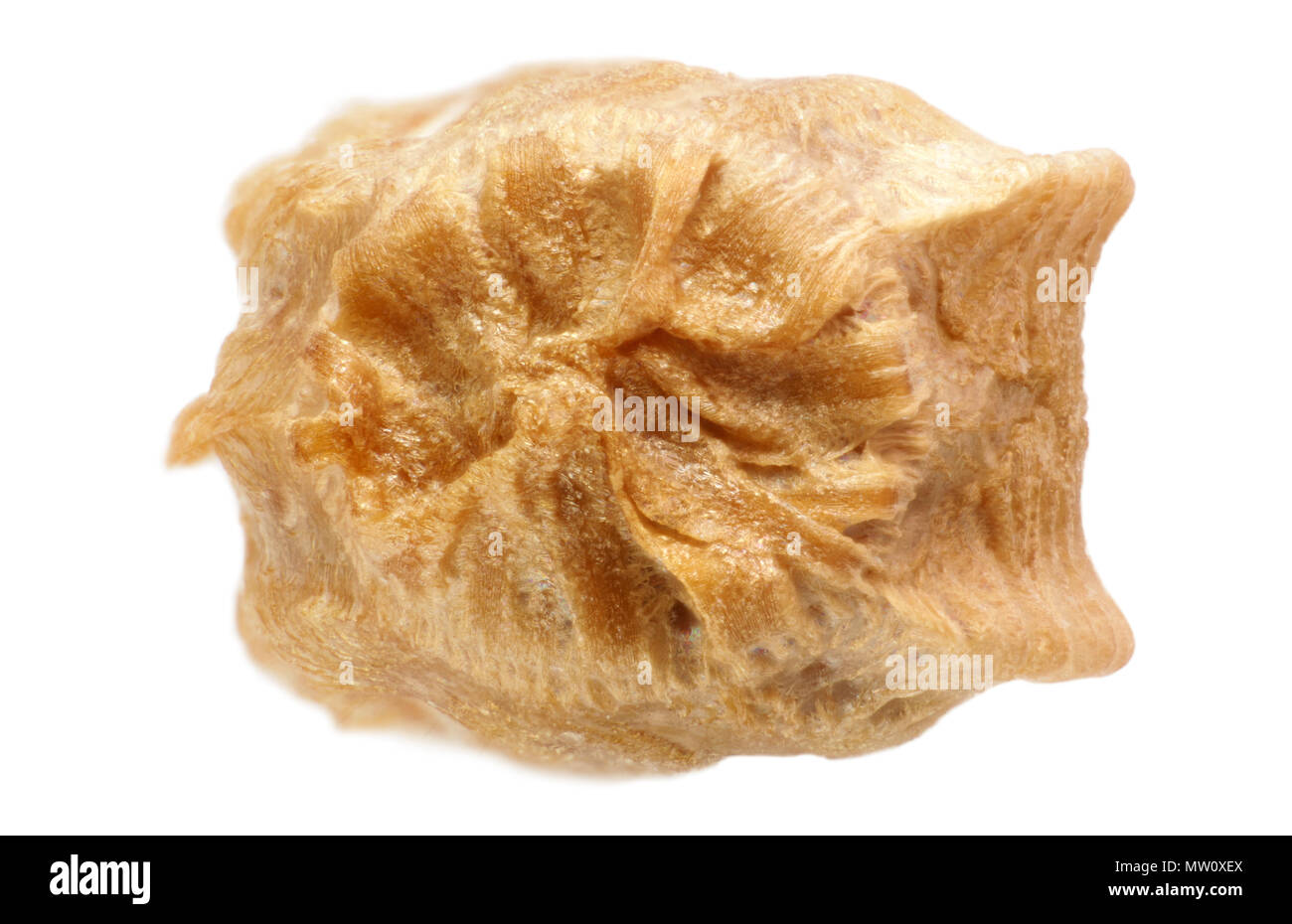 Phasmatodea's egg, Phyllium jacobsoni 5.8 mm, isolated on white Stock ...