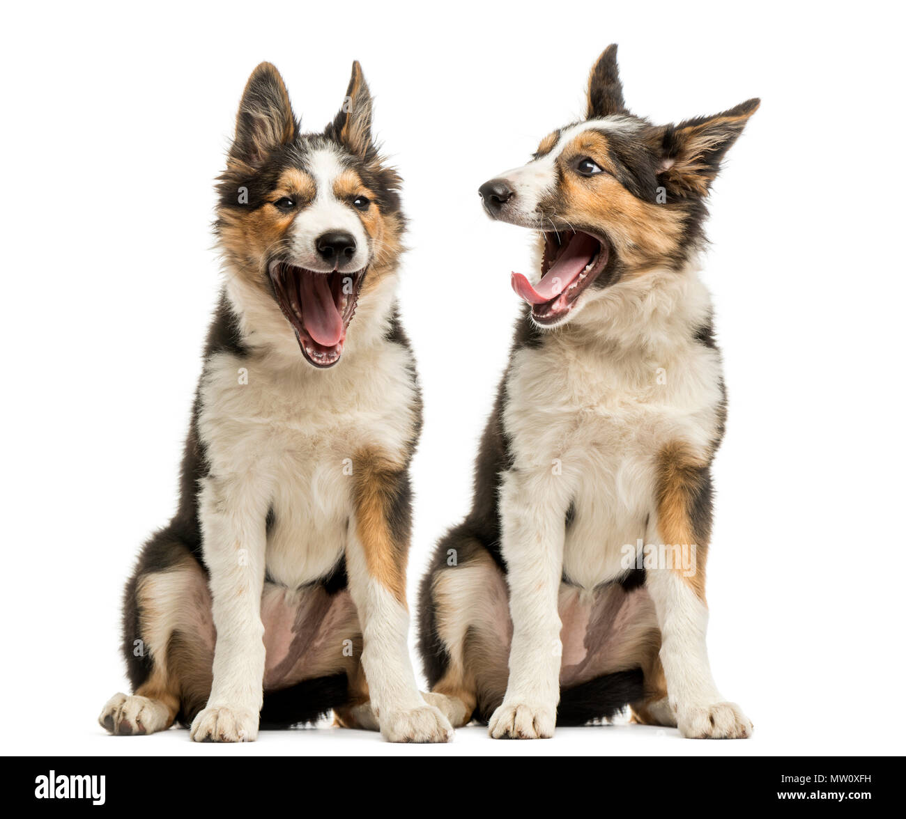 Border collies sitting together, yawning, isolated on white Stock Photo ...