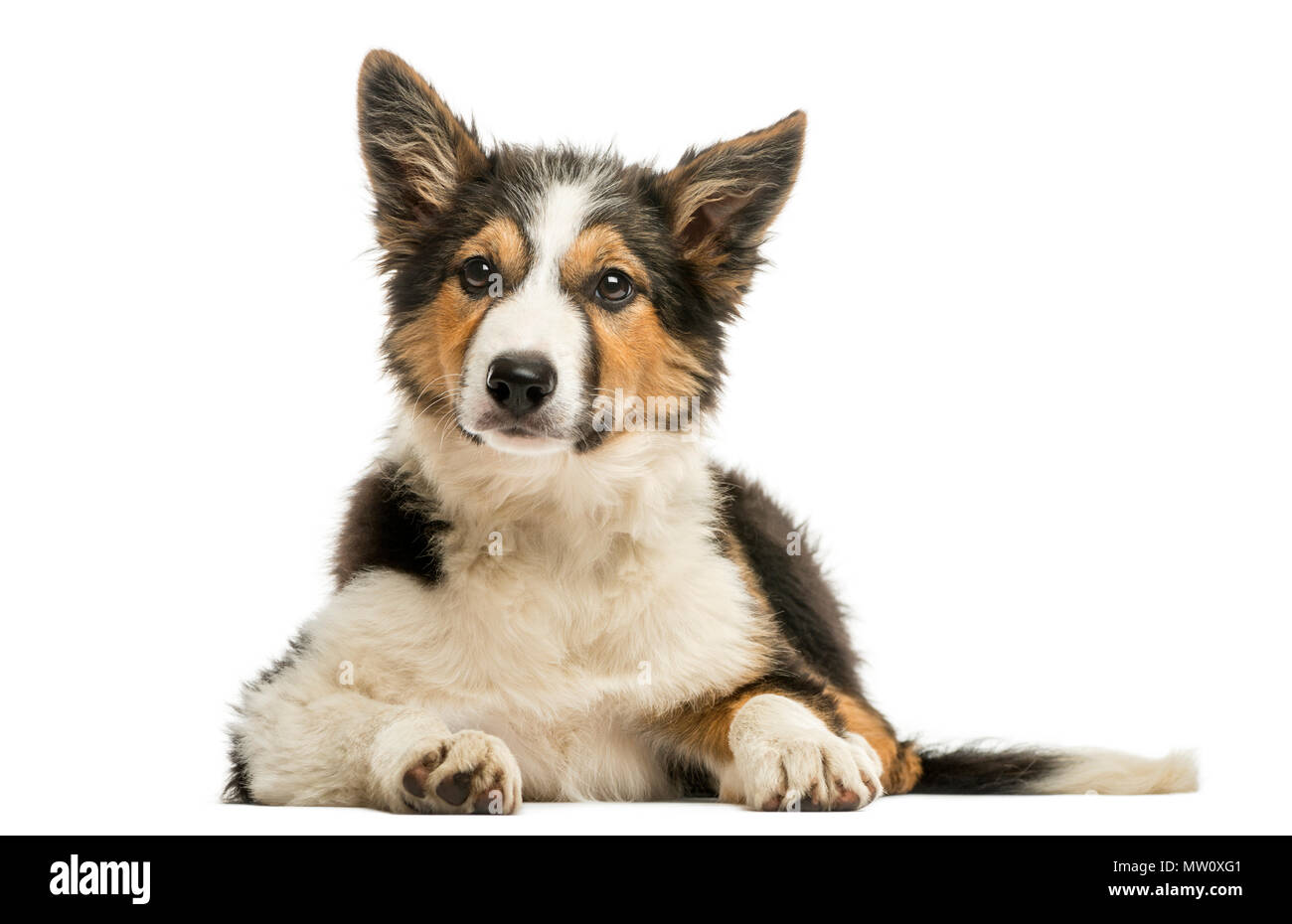 Front view of a Border collie lying, isolated on white Stock Photo - Alamy