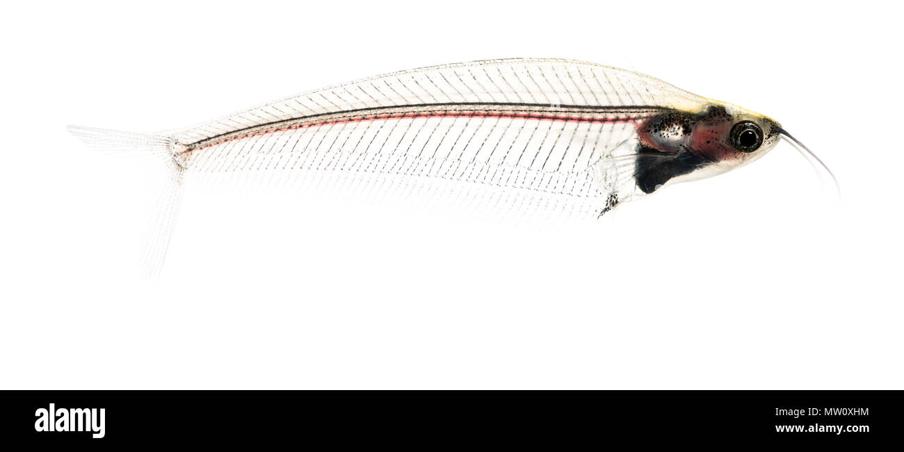 Side view of a Ghost catfish, Kryptopterus minor, isolated on white ...