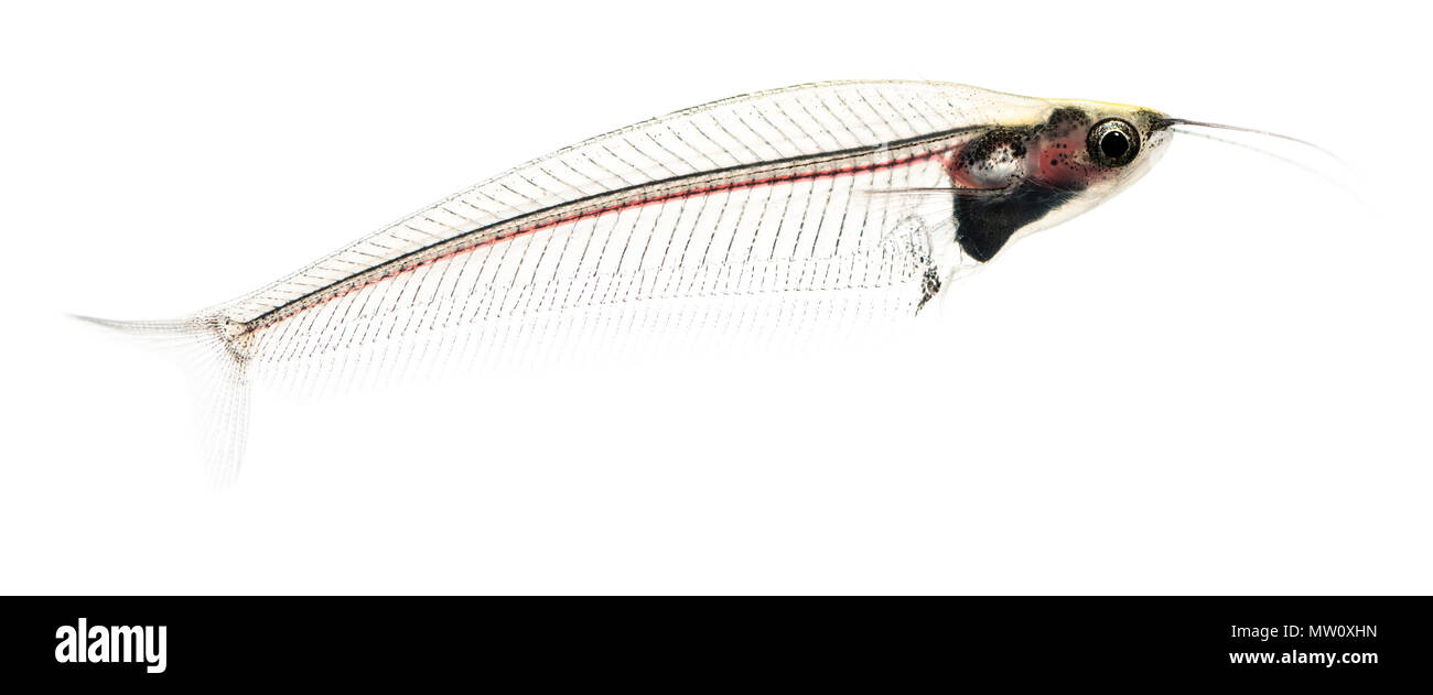 Side view of a Ghost catfish, Kryptopterus minor, isolated on white ...