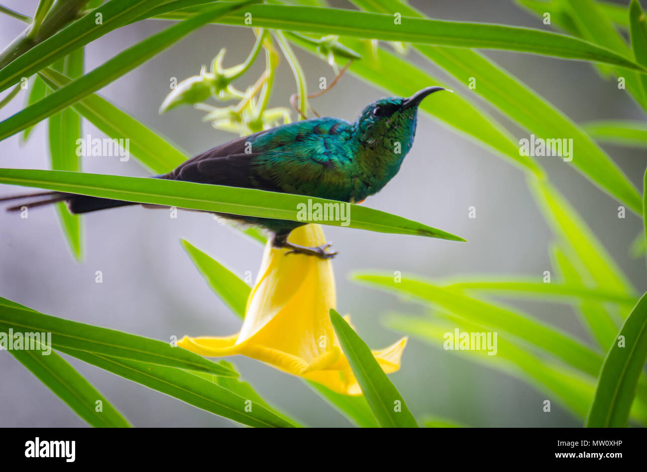 Colorful tiny humming bird sitting on yellow blossom in green bush ...