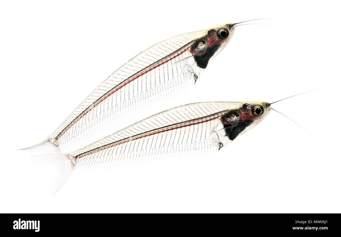 Side view of two Ghost catfish, Kryptopterus minor, isolated on white ...