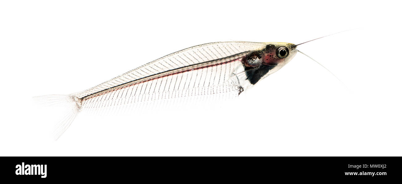 Side view of a Ghost catfish, Kryptopterus minor, isolated on white ...