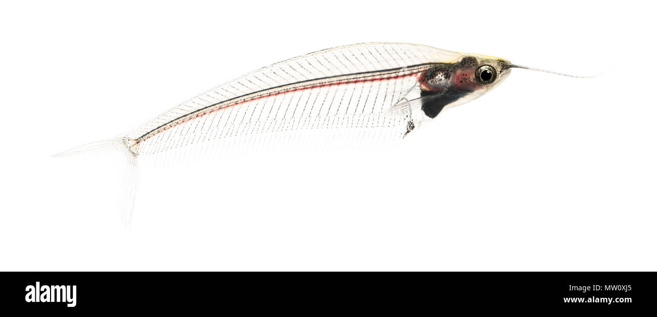 Side view of a Ghost catfish, Kryptopterus minor, isolated on white ...