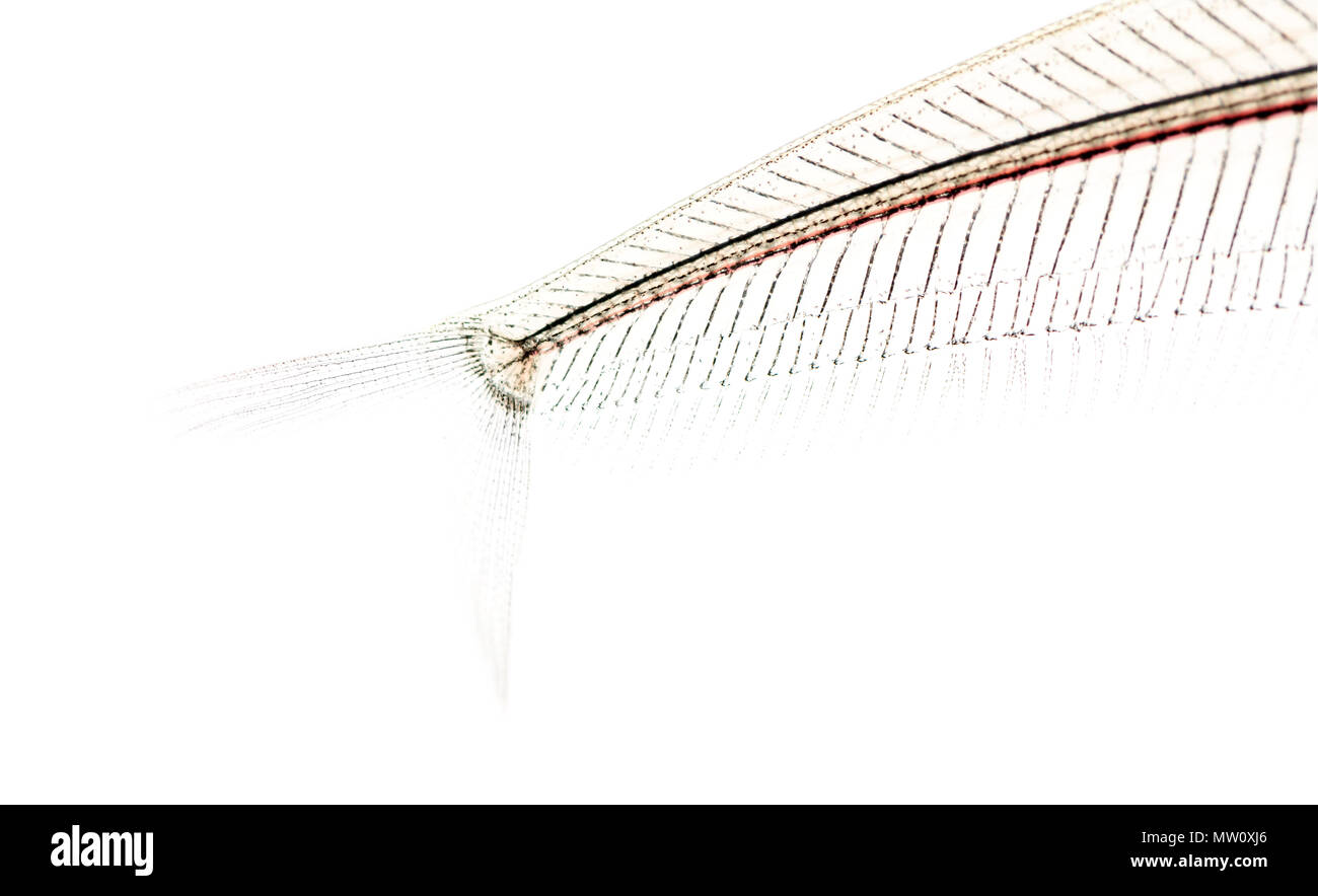 Close-up of a Ghost catfish's transparent body, Kryptopterus minor ...