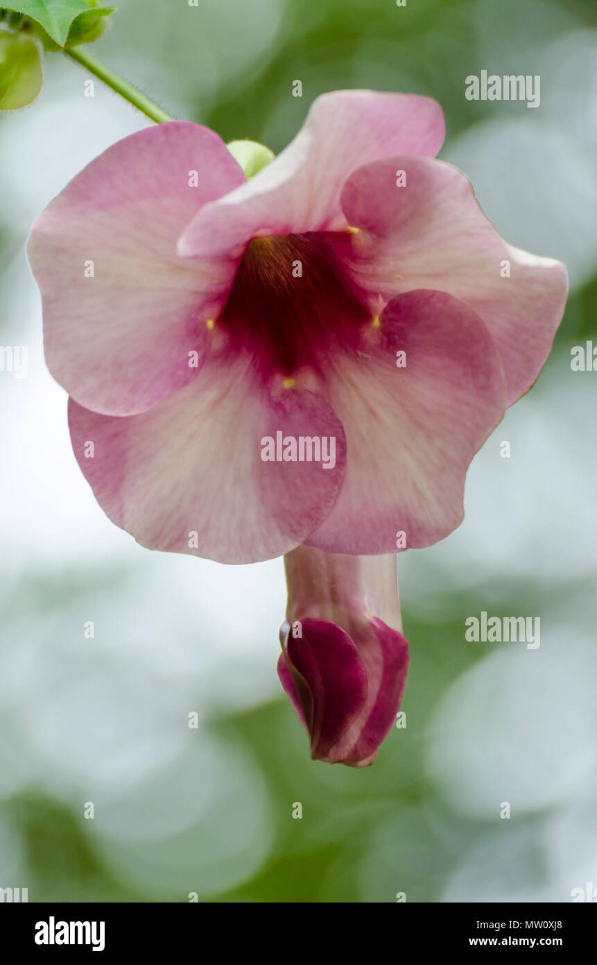 Senegal africa hi-res stock photography and images - Alamy