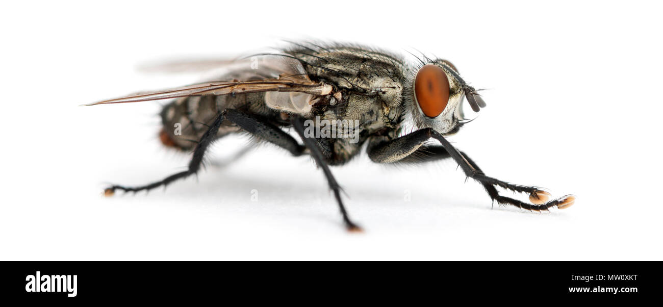 Side view of a Flesh fly, Sarcophagidae, isolated on white Stock Photo ...