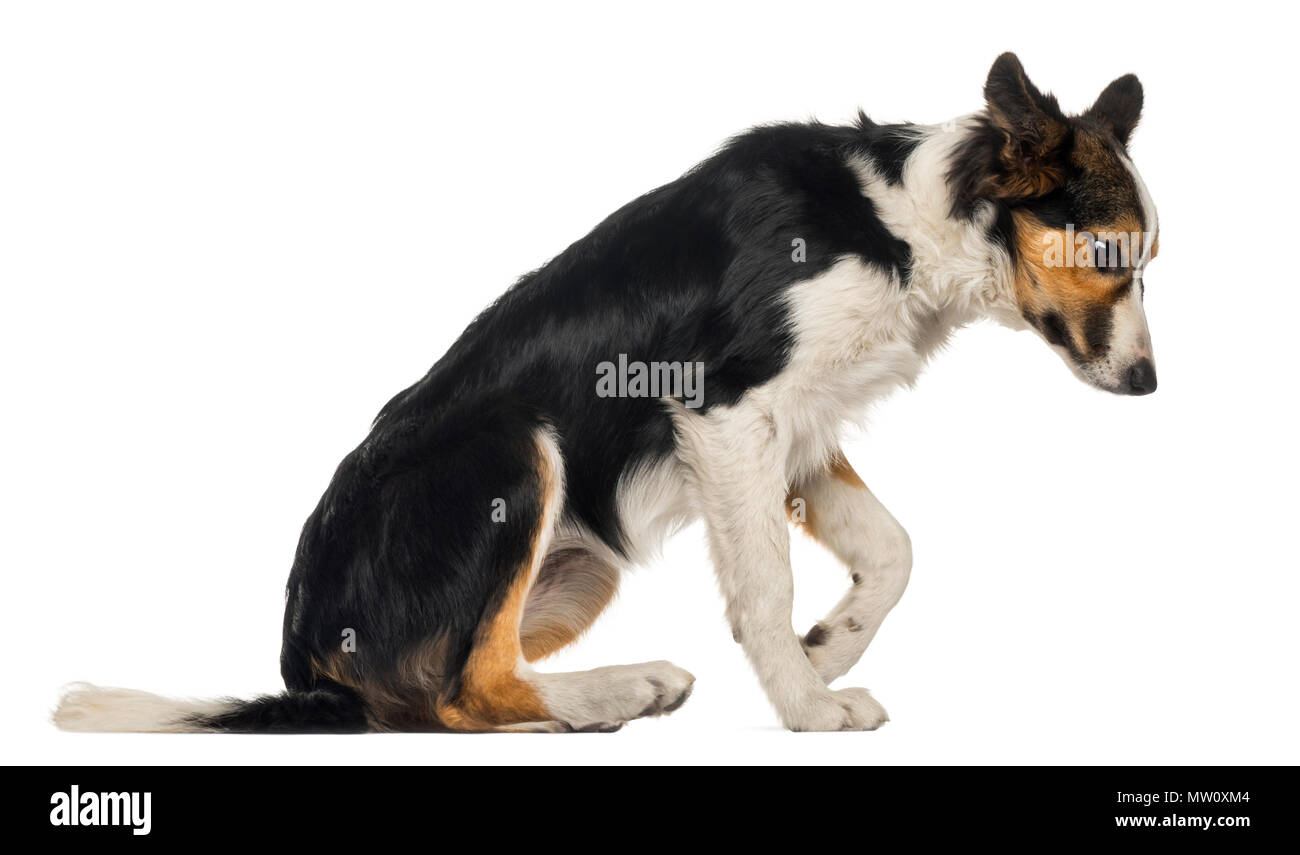 Side view of a Border Collie sitting, looking down, isolated on white ...