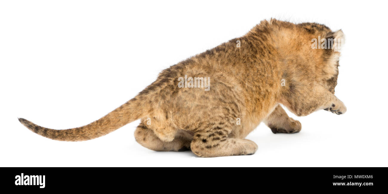 Rear view of a Lion cub hunting, 16 days old, isolated on white Stock ...