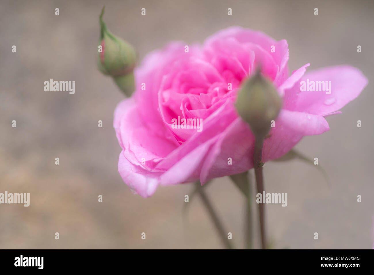 Jenna chamberlain Stock Photos & Images from Alamy