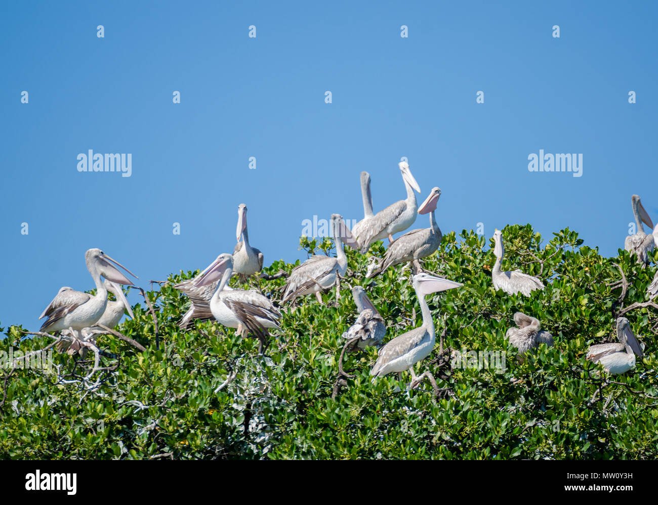 Mangrove pelicans hi-res stock photography and images - Alamy