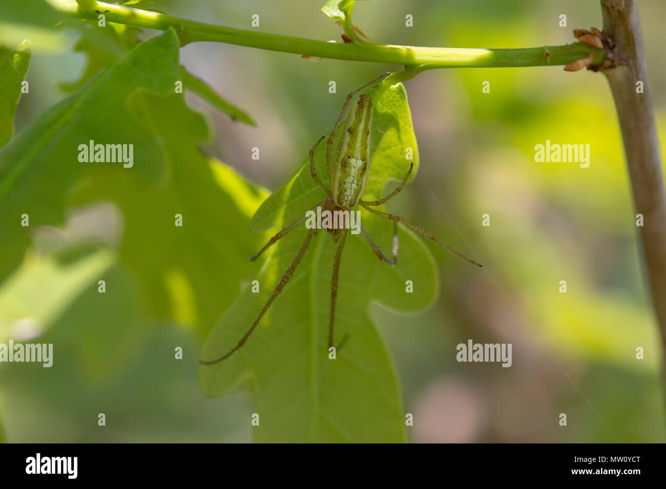 common stretch spider, long-jawed ore-weaver, Tetragnatha, resting on ...