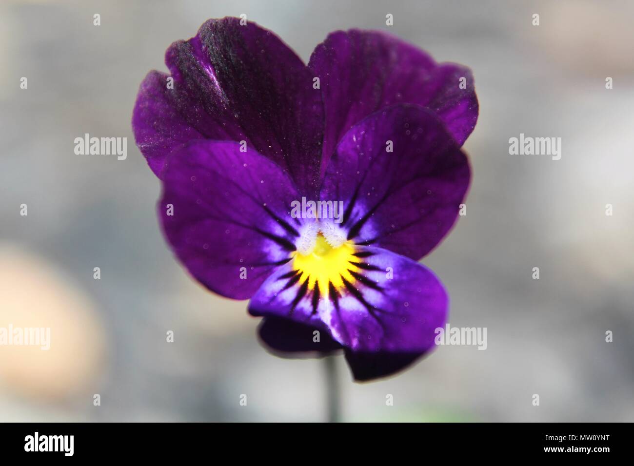 Purple african violet hi-res stock photography and images - Alamy