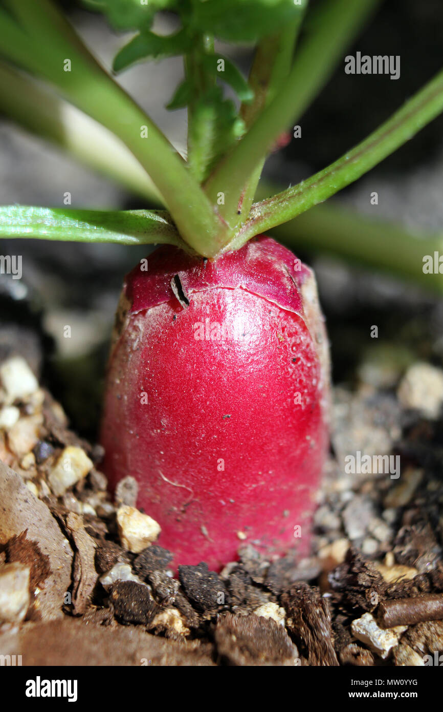 Purple raddish hi-res stock photography and images - Alamy