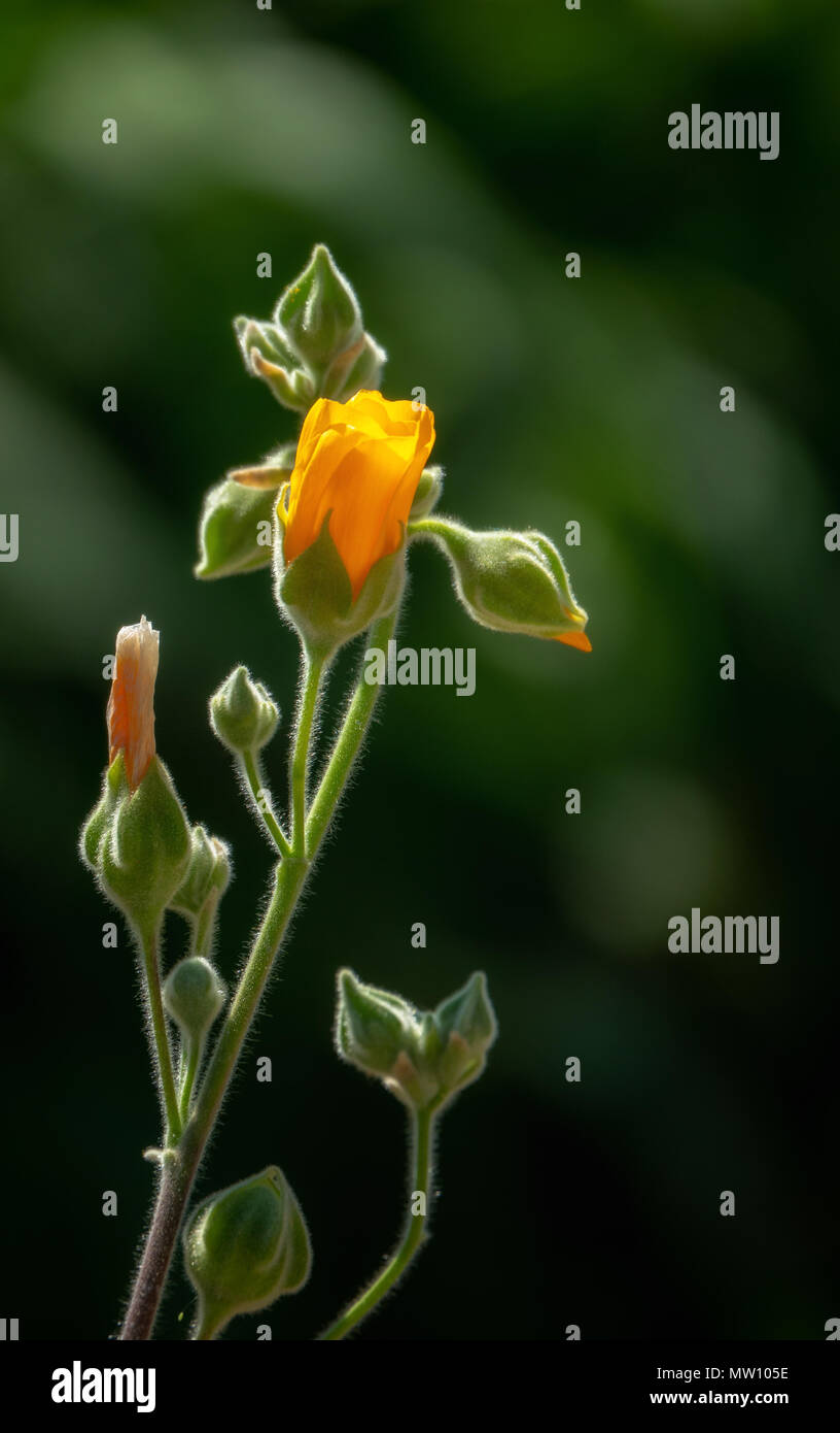 Indian Mallow Wildflower Southwest Stock Photo - Alamy