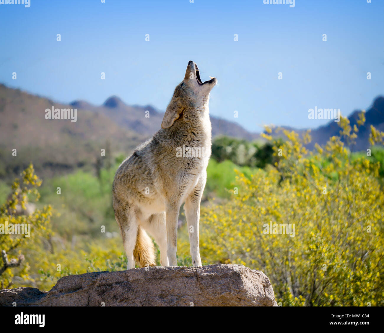 New mexico coyote hi-res stock photography and images - Alamy