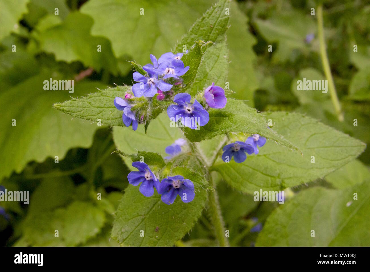 Watercolor High Quality Signed Green Alkanet Print Art & Collectibles ...