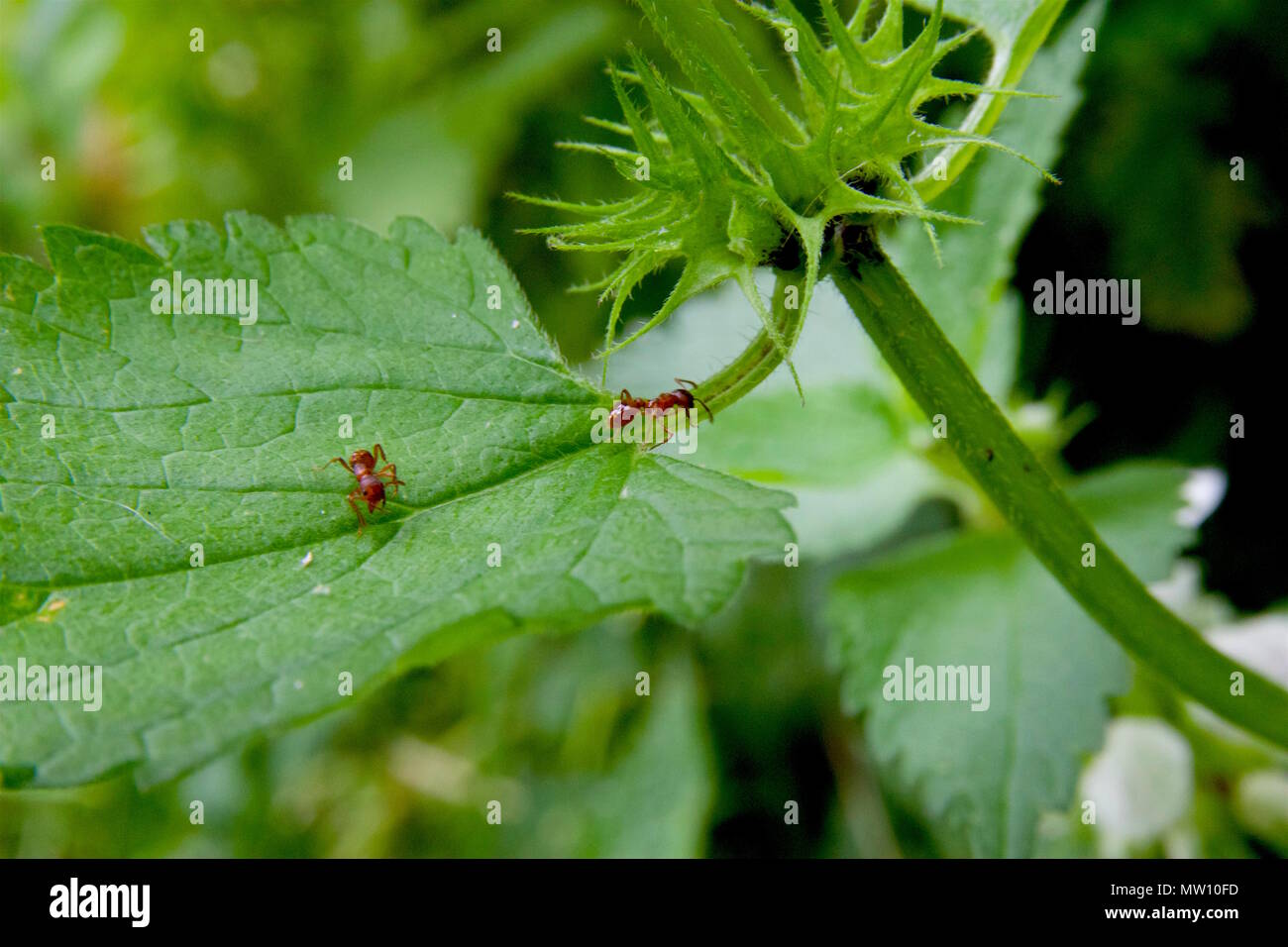 Red ants hi-res stock photography and images - Alamy