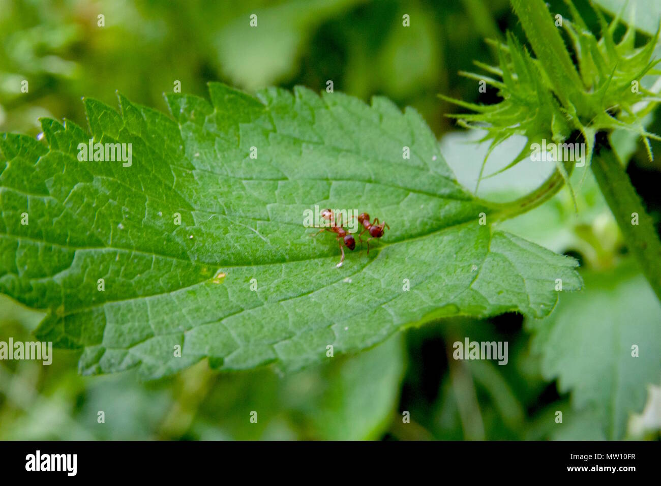 Two red ants hi-res stock photography and images - Alamy