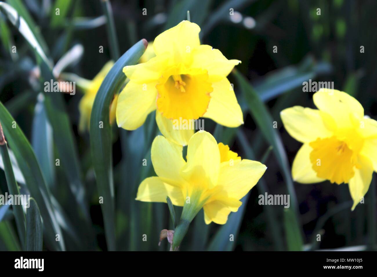 Yellow vivid flowers hi-res stock photography and images - Alamy