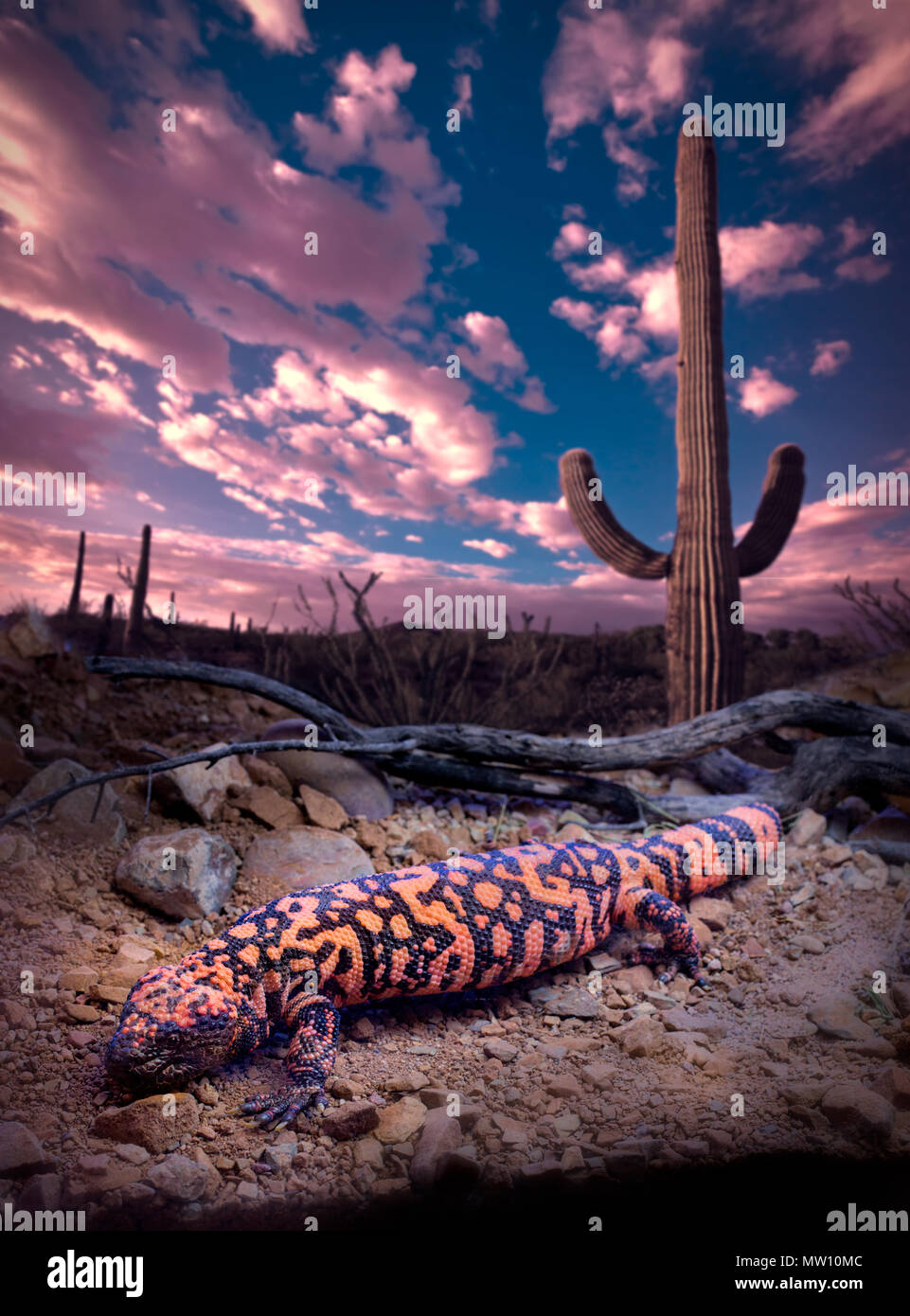 Saguaro with Gila Monster Stock Photo - Alamy
