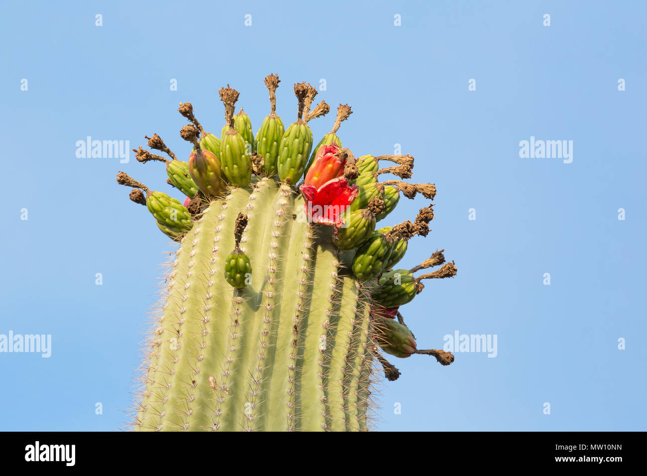 Saguaro Cactus and Fruit Stock Photo - Alamy