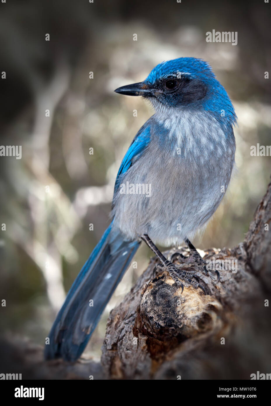 Scrub jay feather hi-res stock photography and images - Alamy