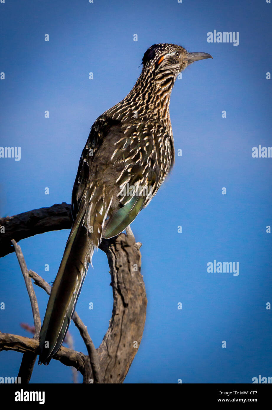 Road Runner Branch Stock Photo - Alamy