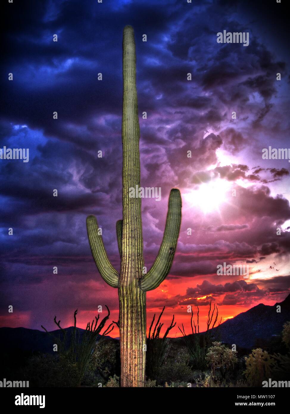 Saguaro Cactus with Monsoon Clouds and Sunset Stock Photo - Alamy