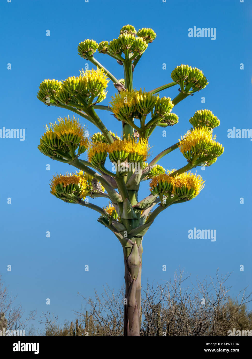 Agave with flowers hi-res stock photography and images - Alamy