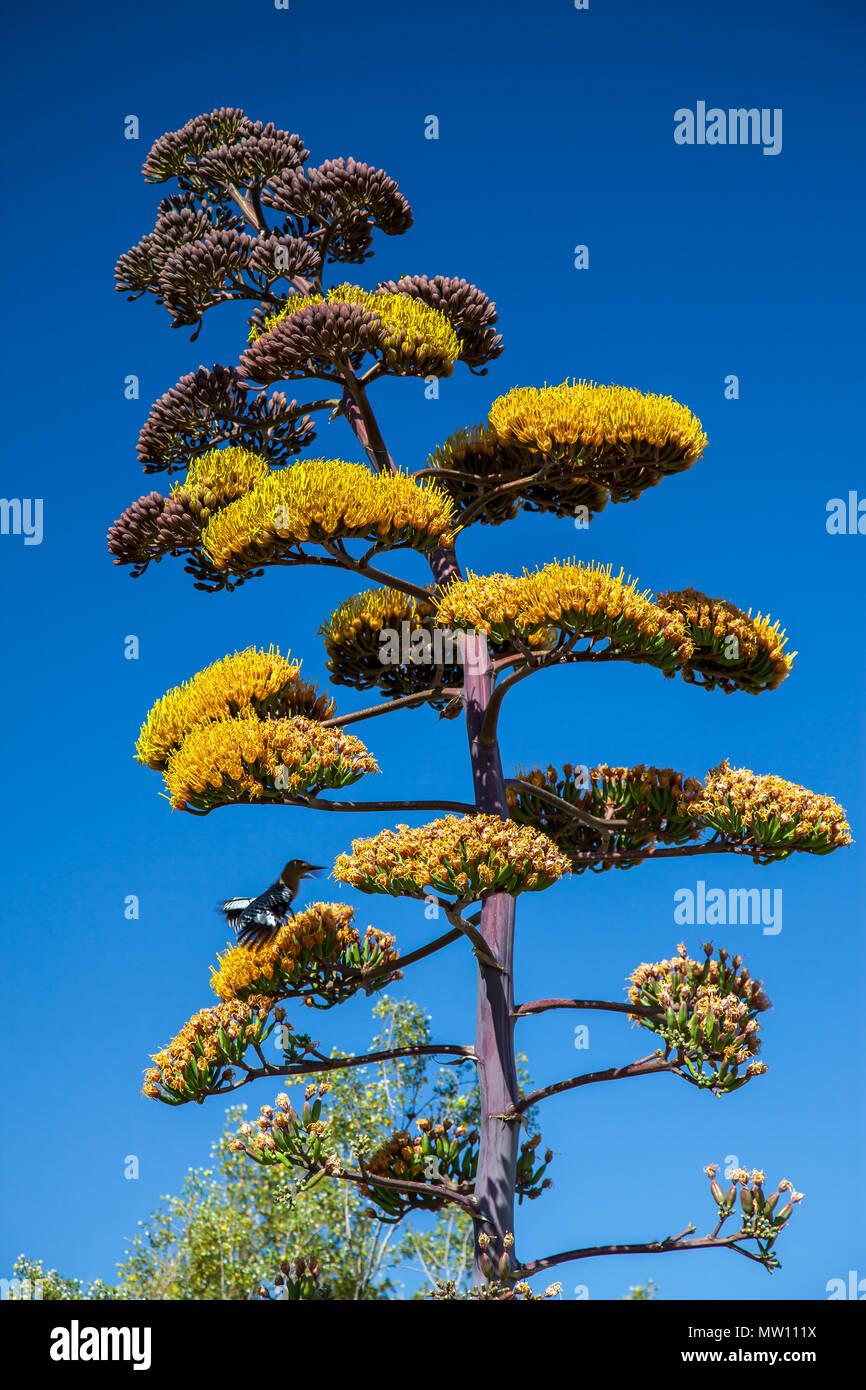 Agave with flowers hi-res stock photography and images - Alamy