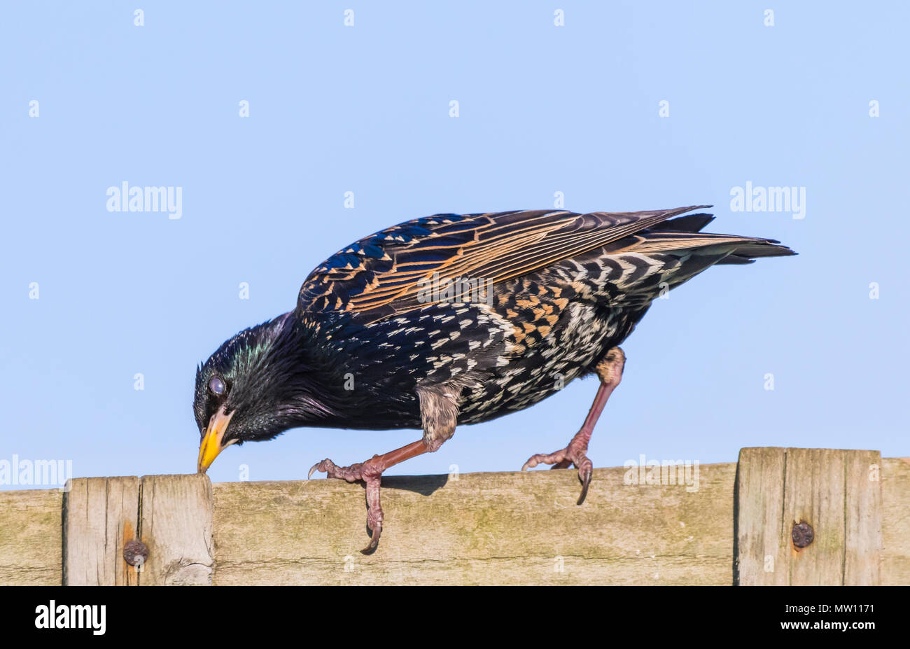 Common Starling (Sturnus vulgaris, AKA European Starling) perched on ...