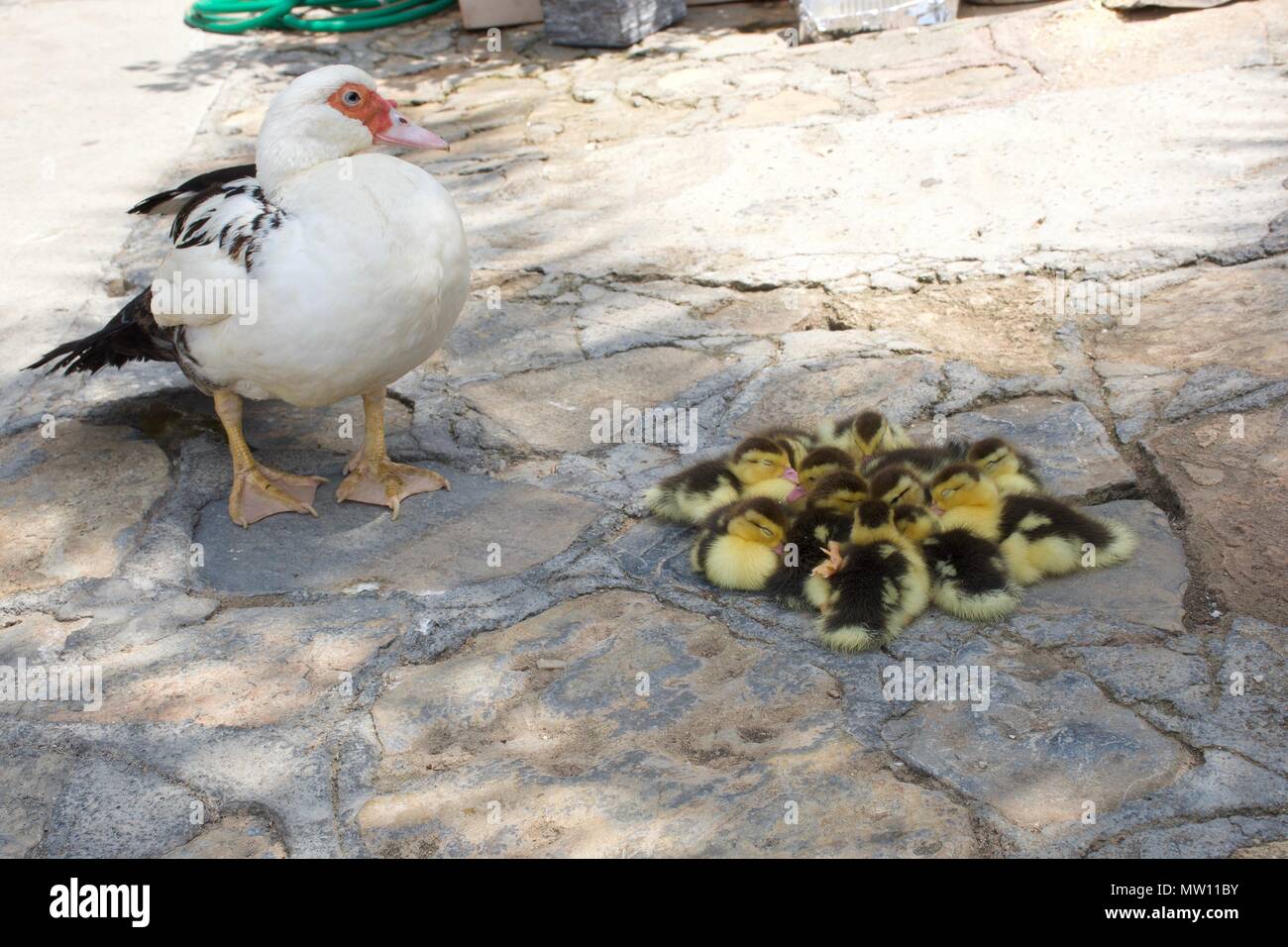 Fluffy ducklings hi-res stock photography and images - Alamy