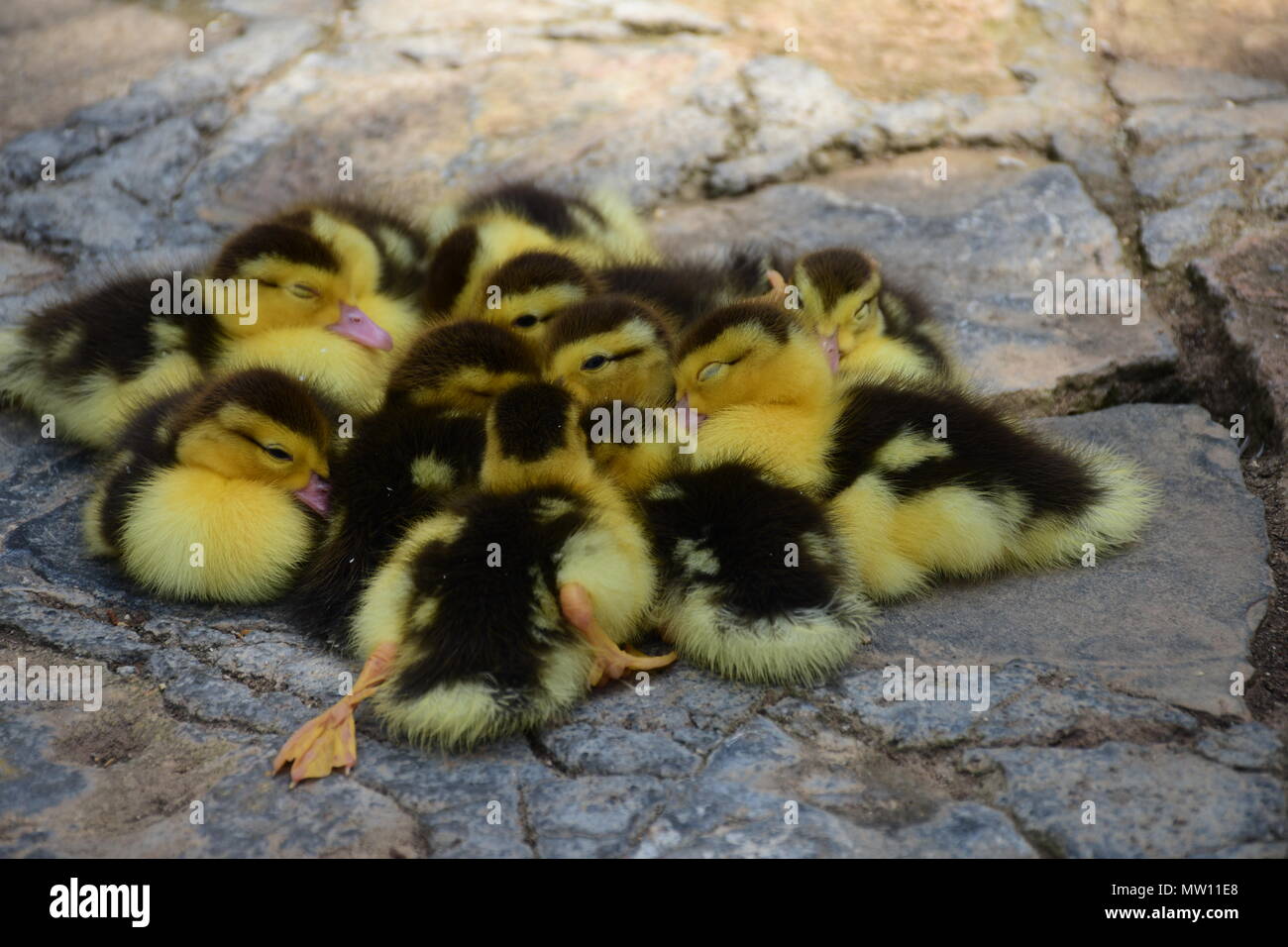 Animals cuddling hi-res stock photography and images - Alamy