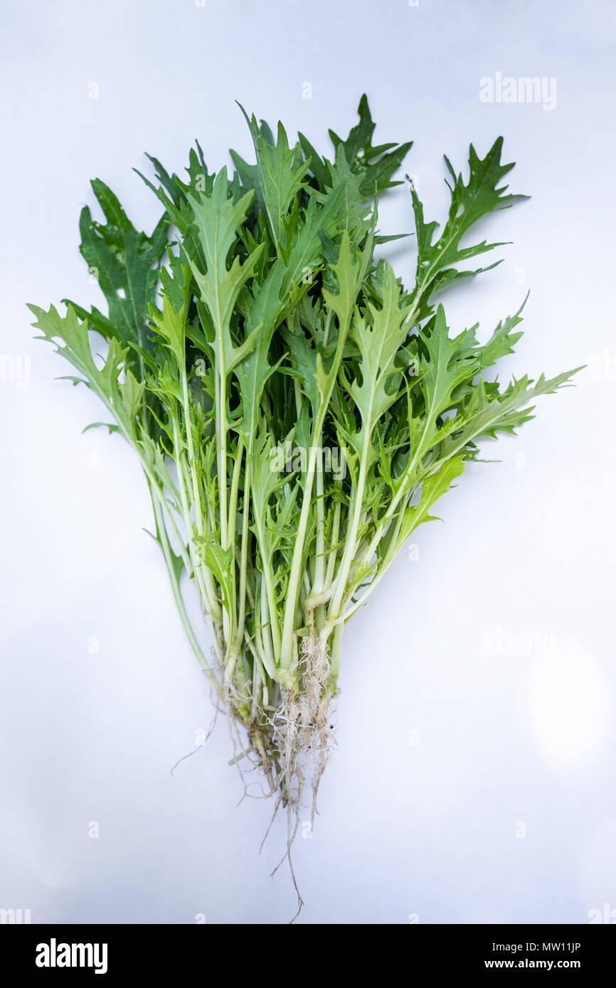 Potherb mustard hi-res stock photography and images - Alamy