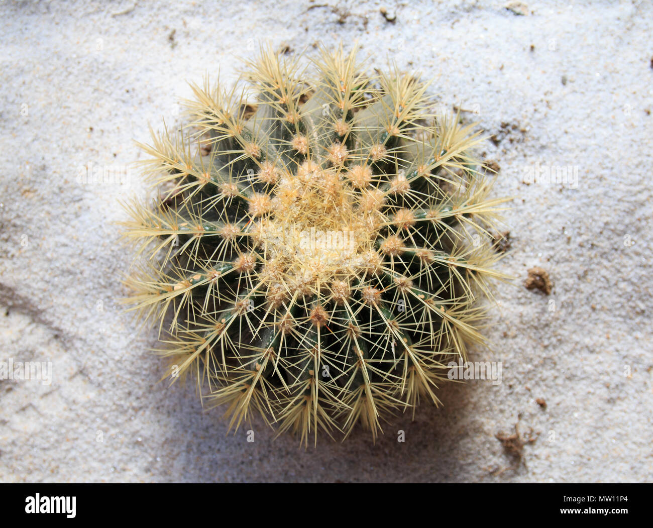 Round cactus hi-res stock photography and images - Alamy