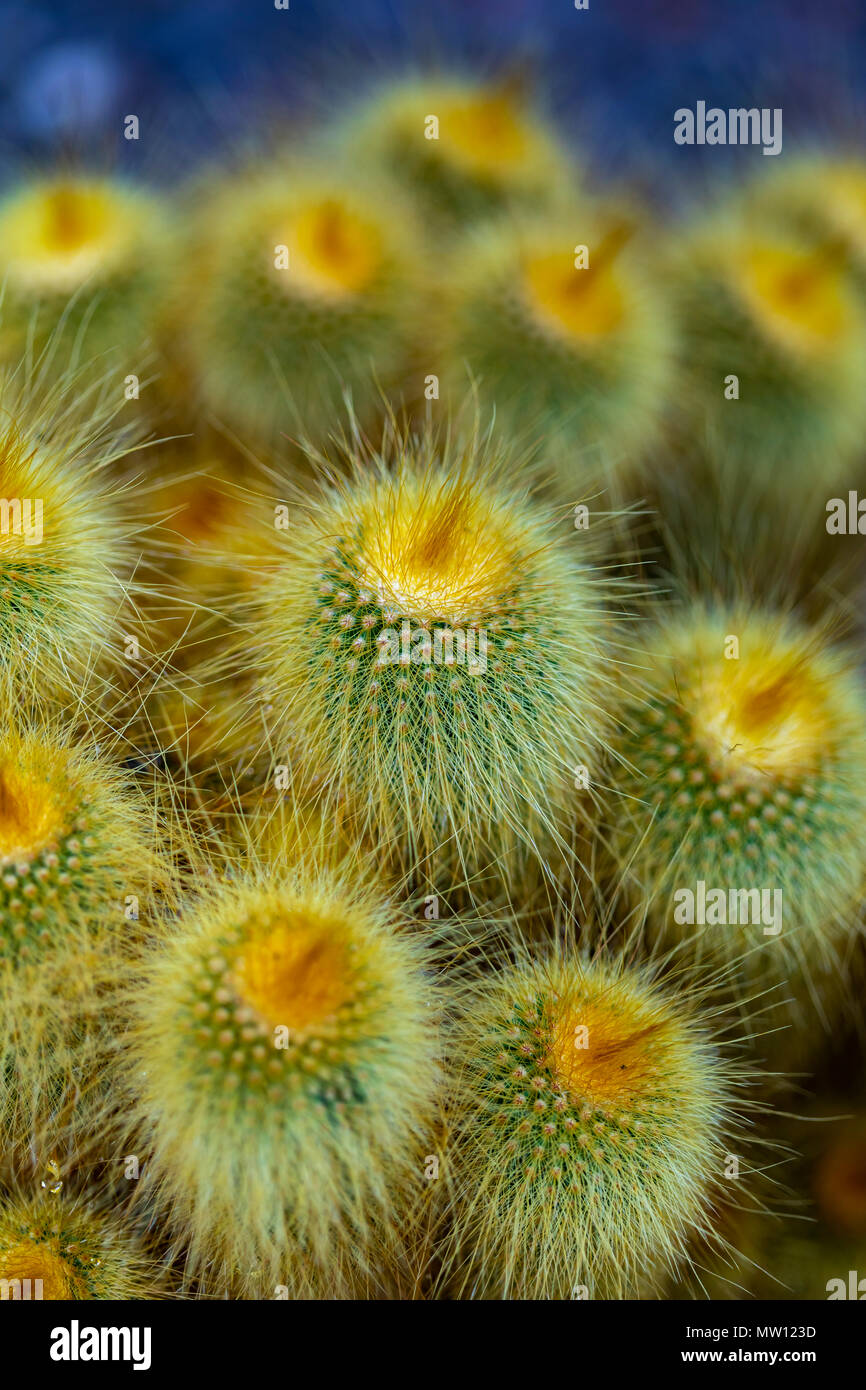 Yellow tower (Parodia leninghausii) cactus Stock Photo - Alamy