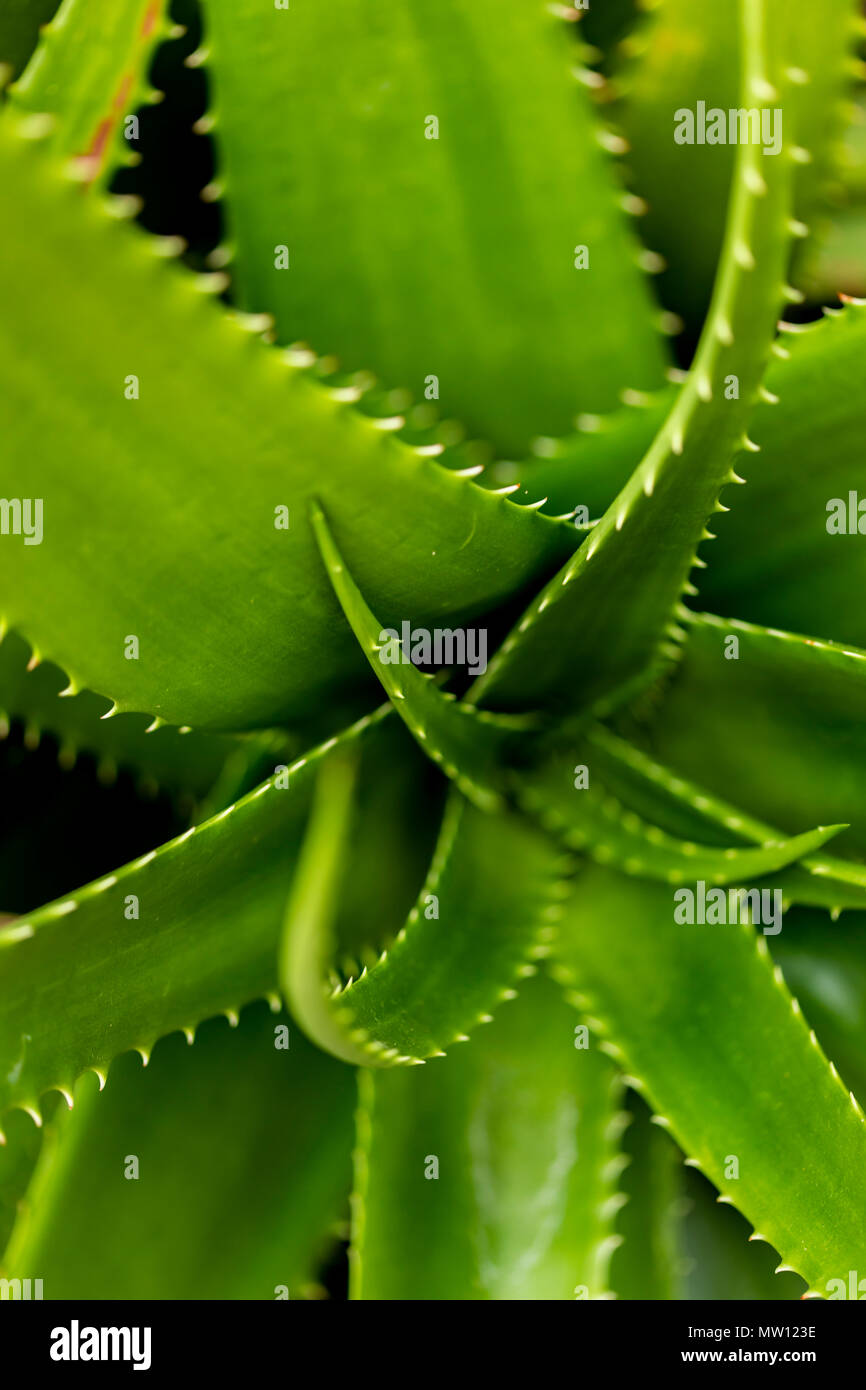 Detail of Aloe bussei succulent plant Stock Photo - Alamy