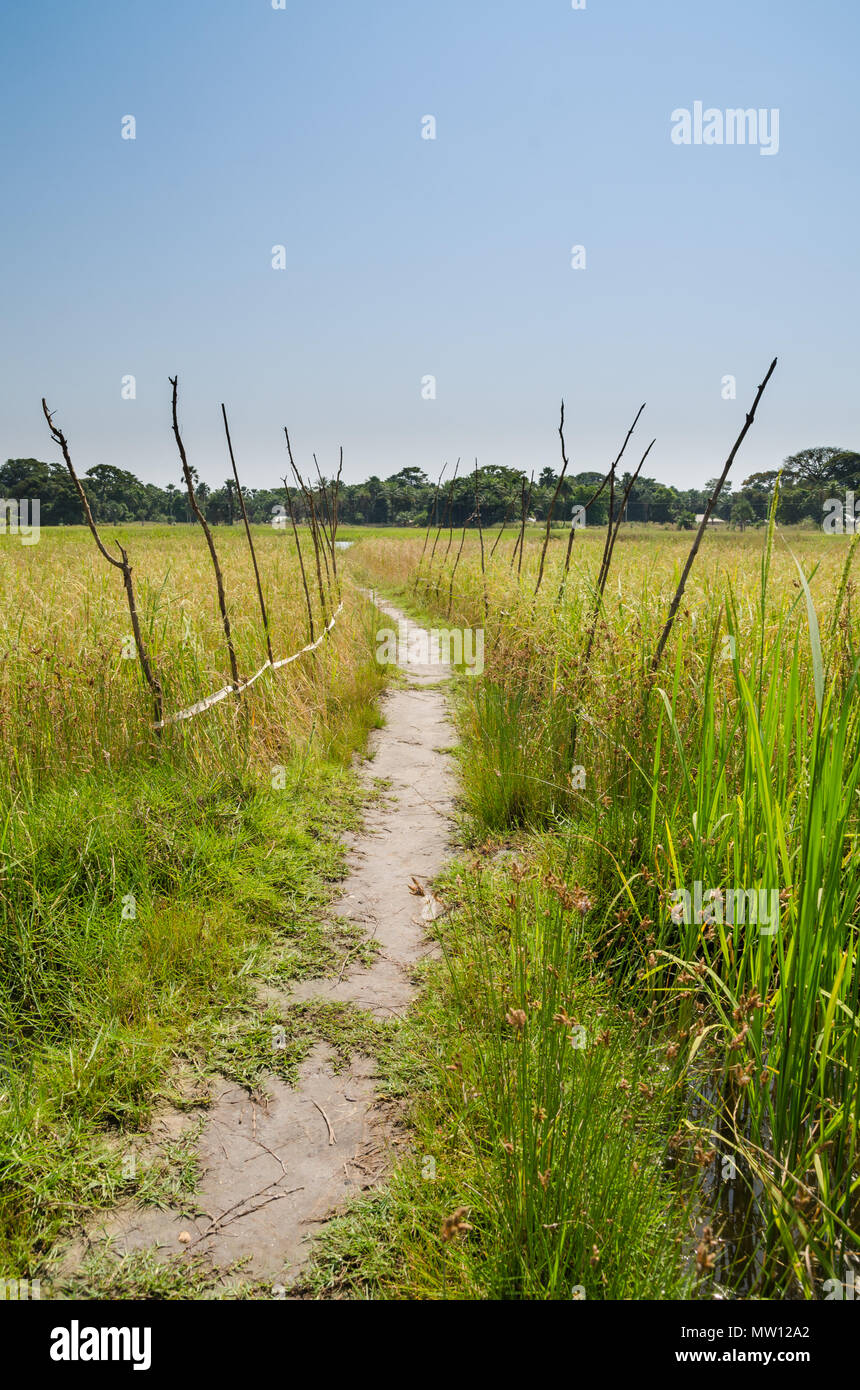Simple footpath leading through lush green rice field in Casamance ...
