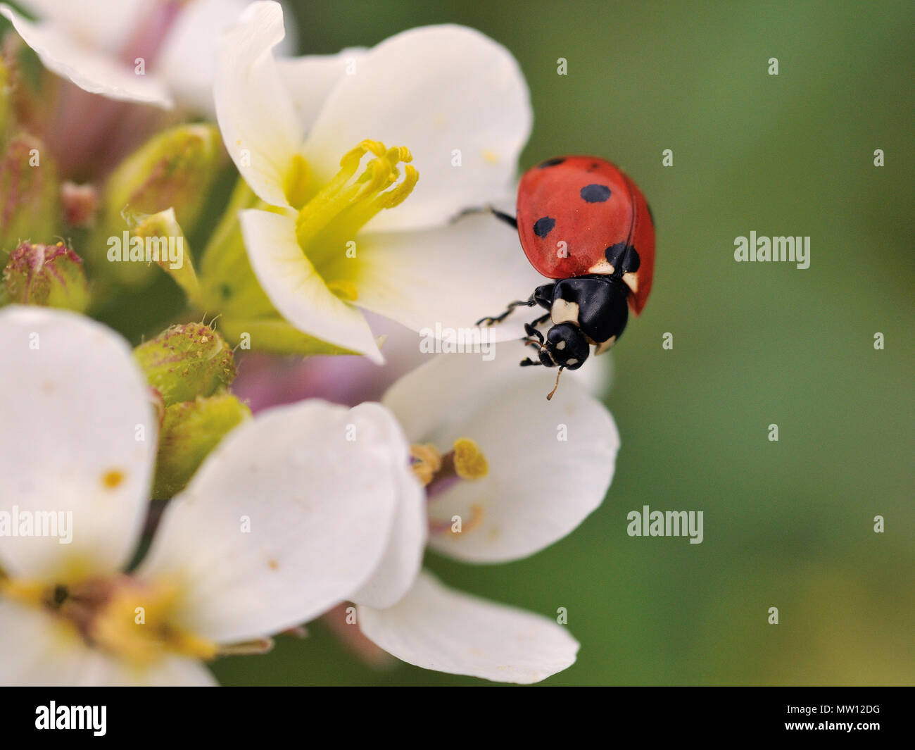 Coccinelle hi-res stock photography and images - Alamy