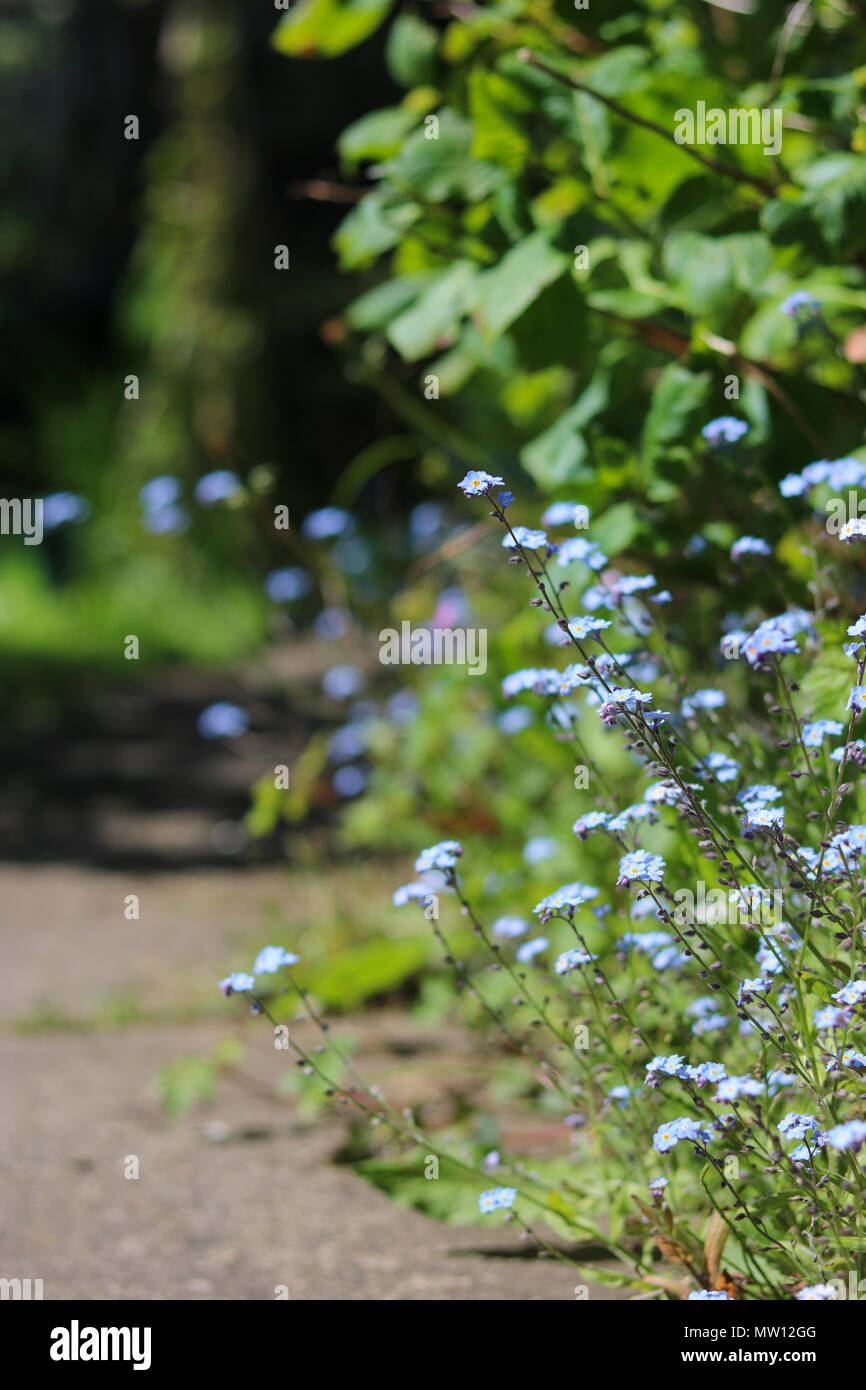 Flowering forget-me-nots line the border of a sunny country garden ...