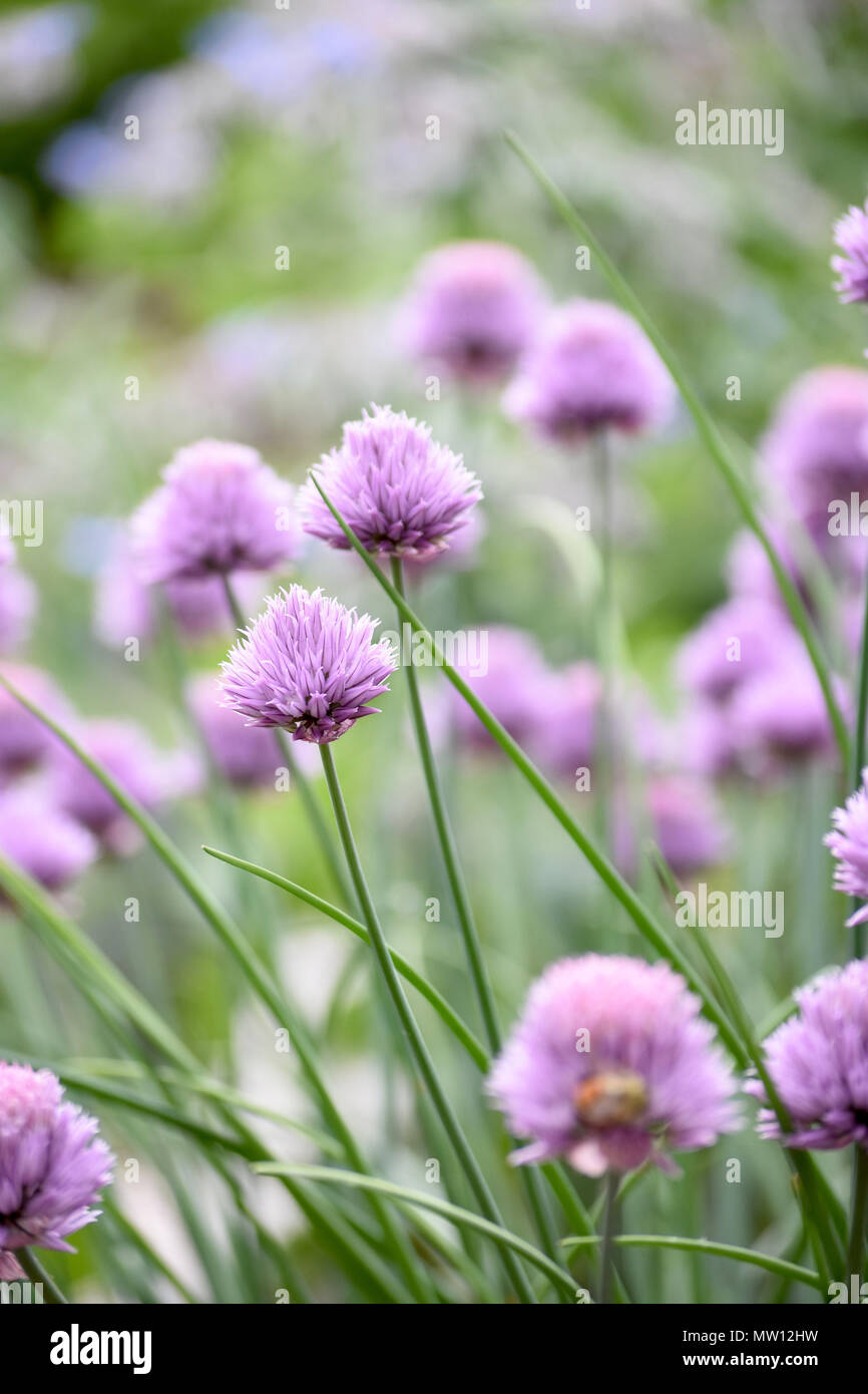 Chive island hi-res stock photography and images - Alamy