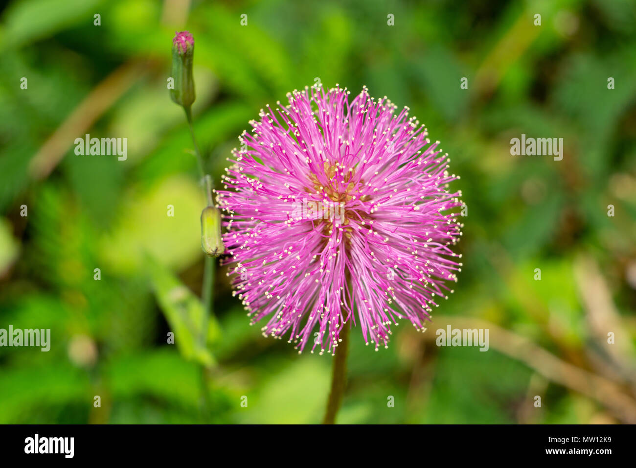 Powderpuff flower hi-res stock photography and images - Alamy