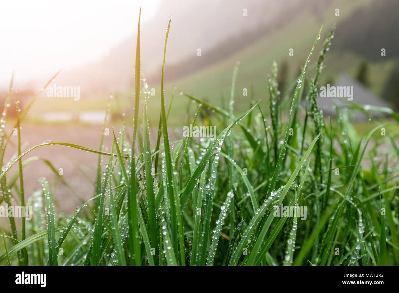 Morning dew on mountain grass hi-res stock photography and images - Alamy