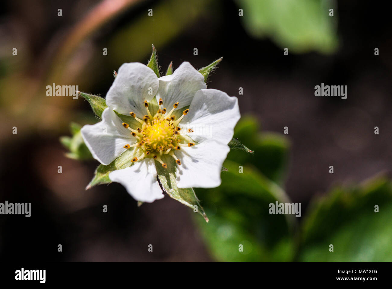 A flower of a strawberry plant (Fragaria × ananassa Stock Photo - Alamy