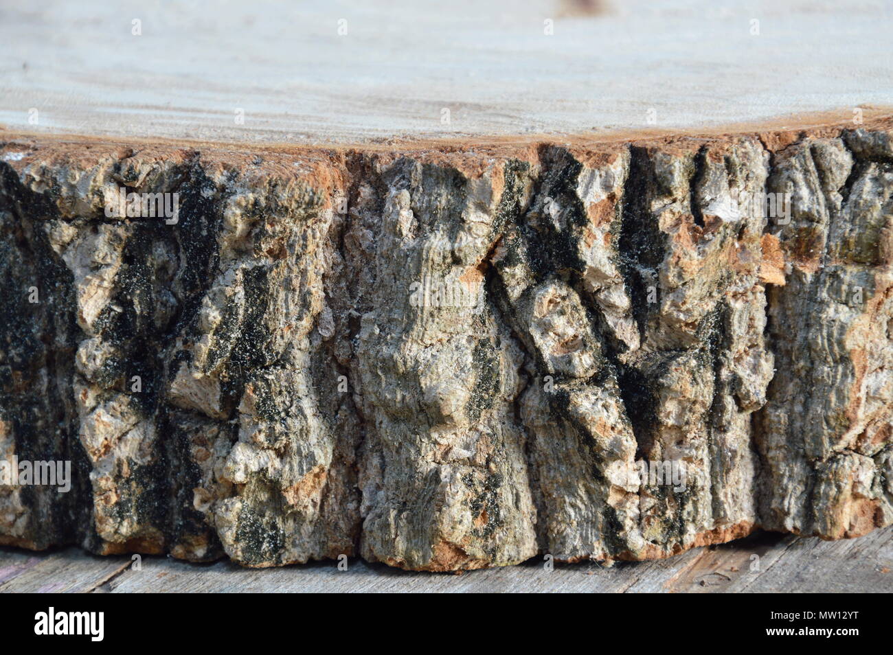 tamarind wood cut for made chopping block Stock Photo - Alamy