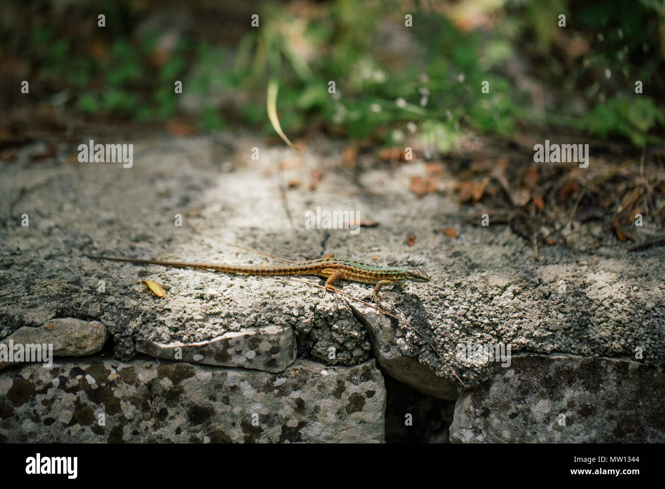 Green Lizard in the rock in the Fasano apulia Italy Stock Photo - Alamy