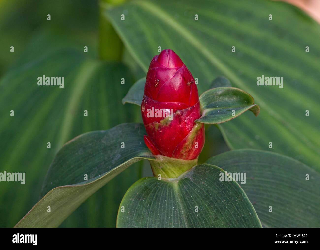 Red Button Ginger Flower With Green Background Stock Photo - Alamy